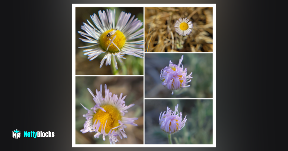 Promo "Flo"wer(?) #2366 | NeftyBlocks | The #1 Trade to Earn NFT ...